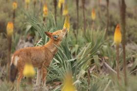 Ethiopian Wolves Reported to Feed on Nectar for First Time | Lady ...